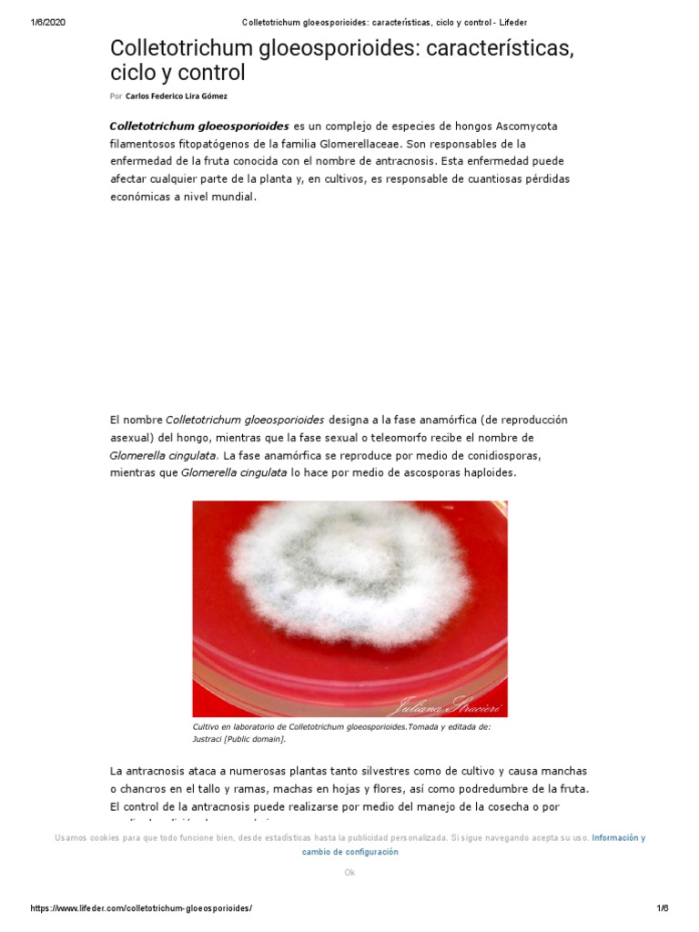 Colletotrichum Gloeosporioides - Características, Ciclo y Control ...