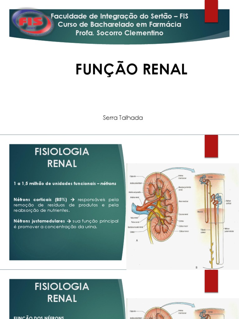 Fisiologia renal: estrutura e função dos rins e produção de urina | PDF ...