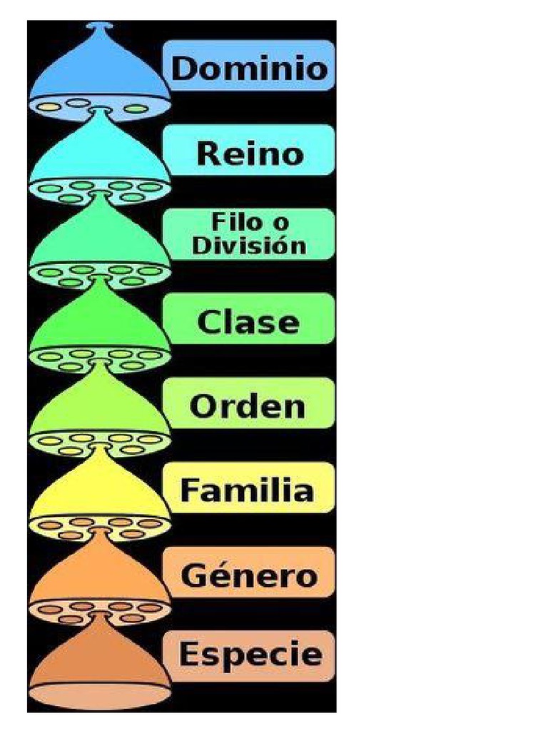 Resumen de la Taxonomía y su Importancia | PDF | Ciencia y matemáticas