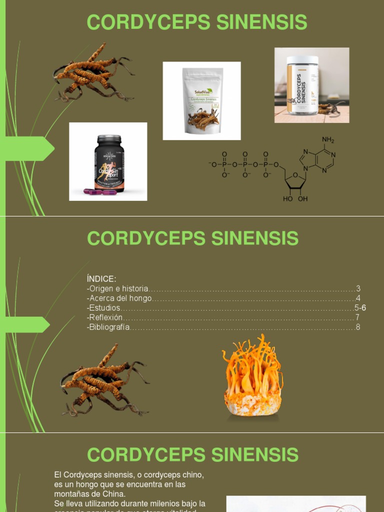 Artículo Científico Cordyceps Sinensis | PDF | Hongo | Especialidades Medicas