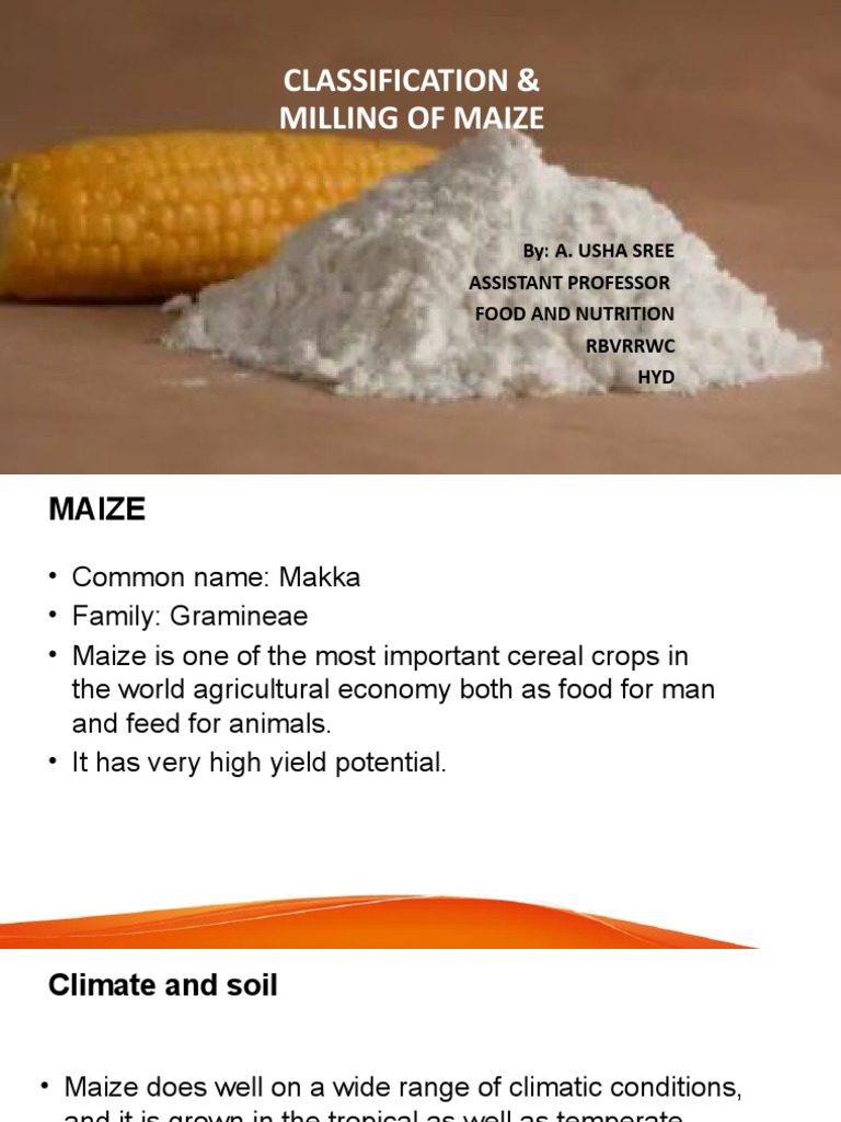 MAIZE | PDF | Maize | Nutrition