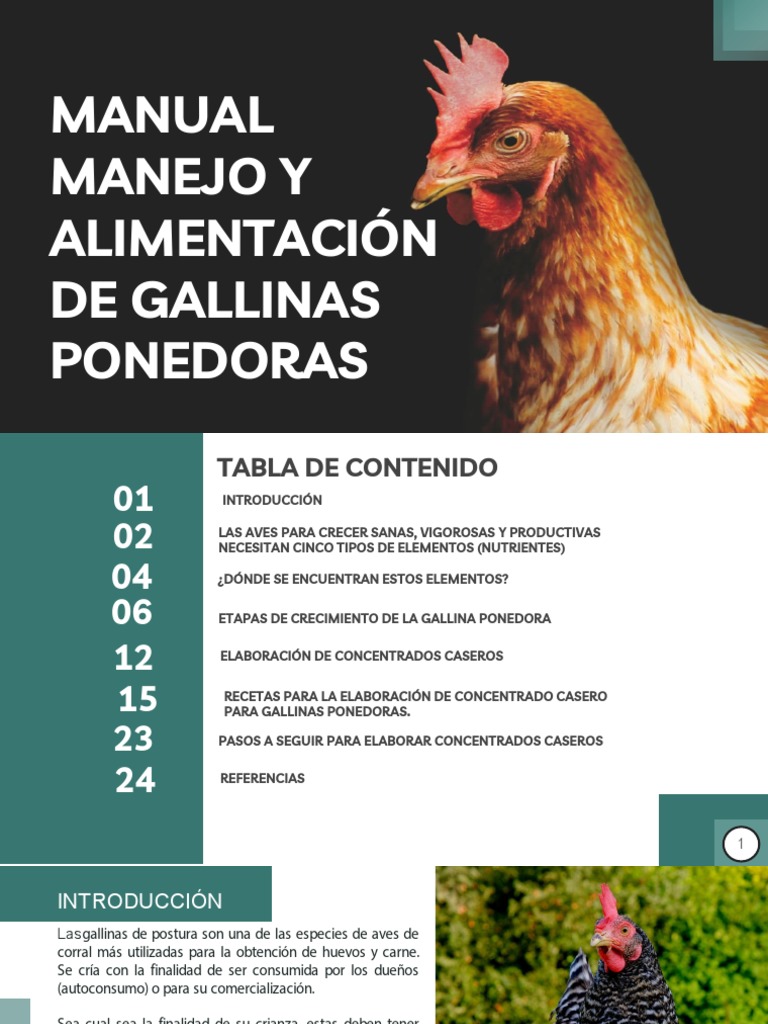 Manual Manejo y Alimentacion de Gallinas Ponedoras | PDF | Cereales ...