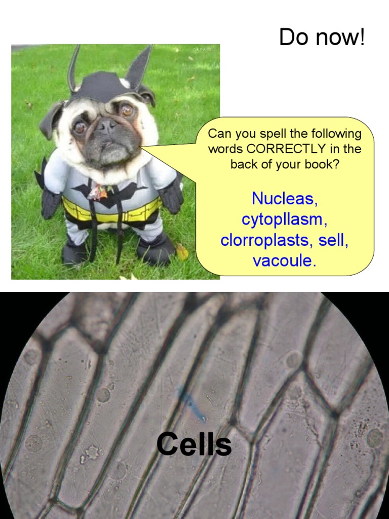 Year 9 Cells Revision Lesson | PDF | Cell (Biology) | Tissue (Biology)
