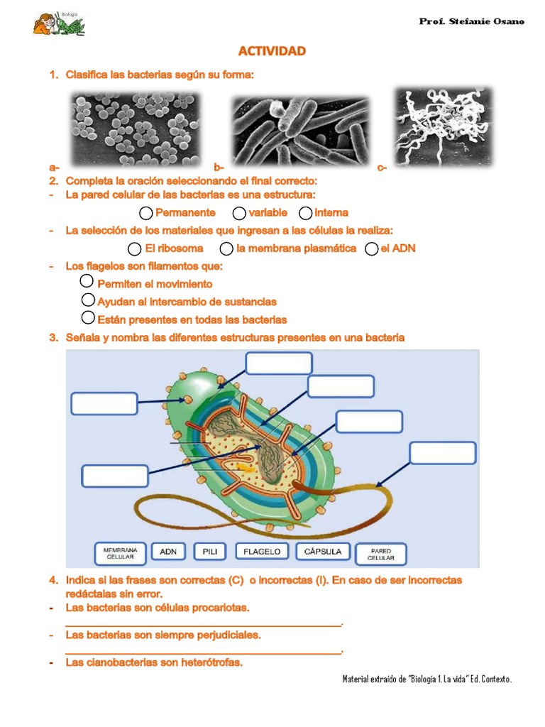 Celula ACTIVIDADES | PDF