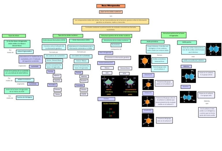 Mapa Conceptual de Bases Nitrogenadas | PDF | Nucleótidos | Ácidos ...
