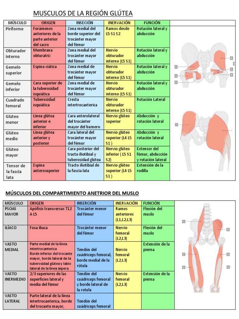 Los principales músculos de la región glútea y del muslo | PDF ...