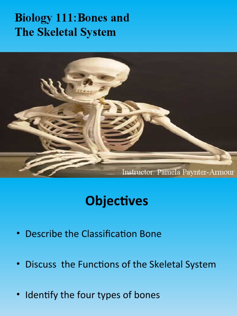 Biol 111-Bones and Skeletal Tissue Part 1 | PDF | Bone | Osteoblast