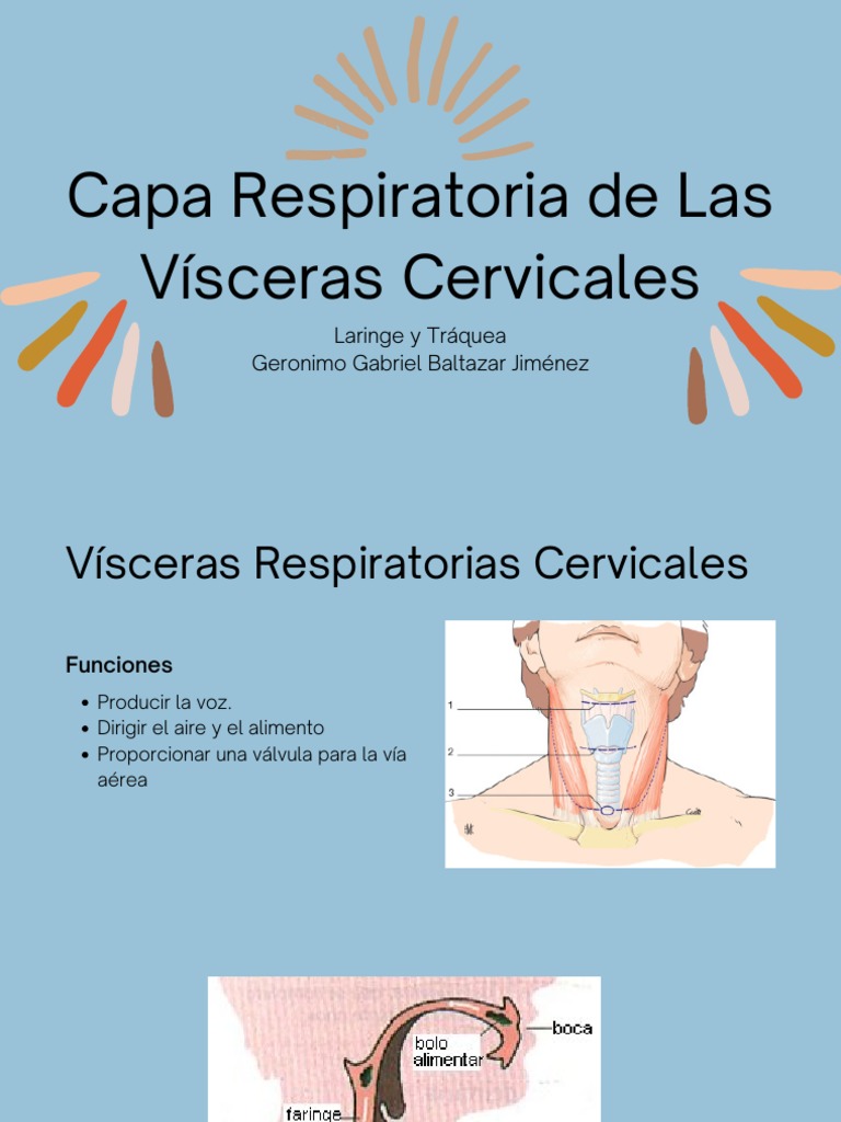 Capa Respiratoria de Las Visceras Del Cuello | PDF