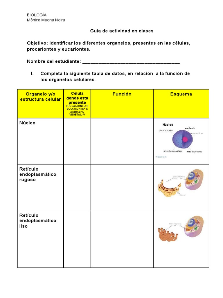 8° B - Célula - ACTIVIDAD EN CLASES | PDF | Biología Celular) | Biología