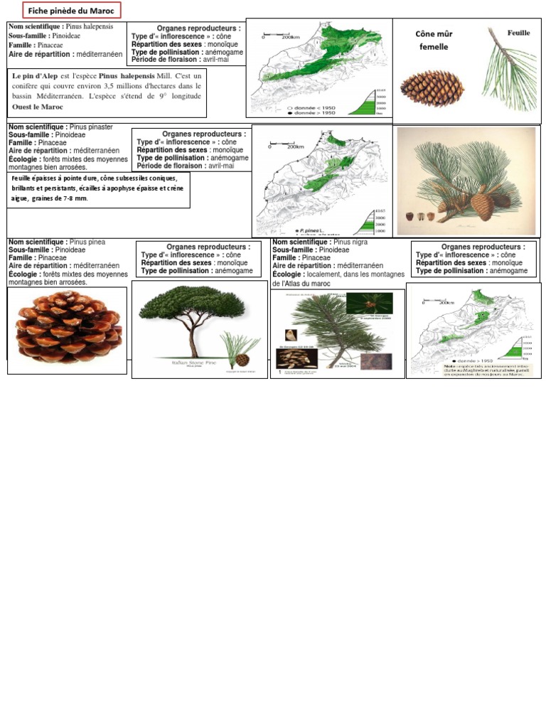 Fiche sur les pins du Maroc | PDF | Maison et jardin | Sciences et ...