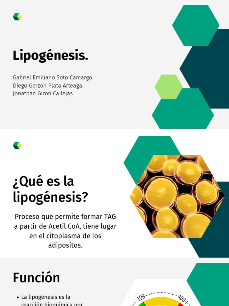 Proceso y Función de la Lipogénesis | PDF | Triglicéridos | Trifosfato ...