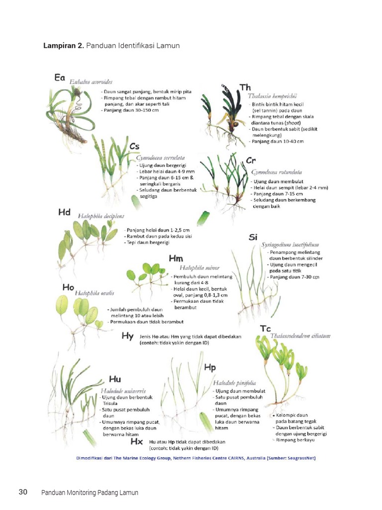 Identifikasi Lamun | PDF
