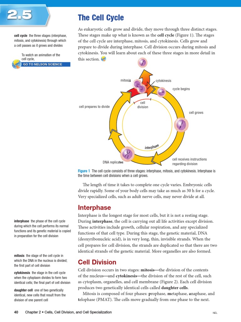 2.5 The Cell Cycle | PDF | Mitosis | Cell Cycle