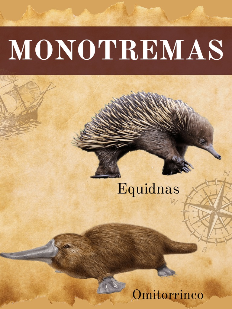 Monotremas - Caleb Corrales | PDF