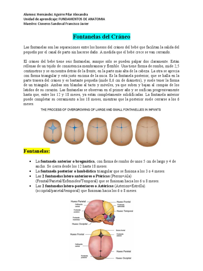 Fontanelas Del Cráneo | PDF | Anatomía humana | Cabeza y cuello humanos