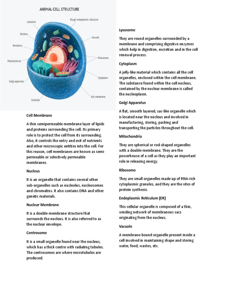 Animal and Plant Cell | PDF | Cell (Biology) | Vacuole