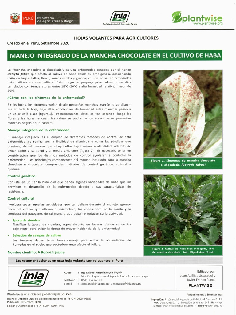 INIA, Manejo Integrado de La Mancha Chocolate en El Cultivo de Haba | PDF