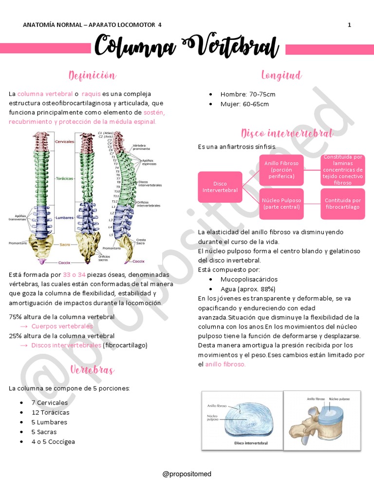 Anatomía de la Columna Vertebral | PDF | La columna vertebral | Vértebra