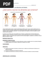 PROYECTO #2 LOS SISTEMAS DEL CUERPO HUMANO 5to 2022 | PDF | Sistema ...