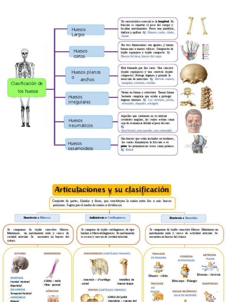 Mapa Conceptual Del Sistema Oseo 5 | PDF | Articulación | Hueso