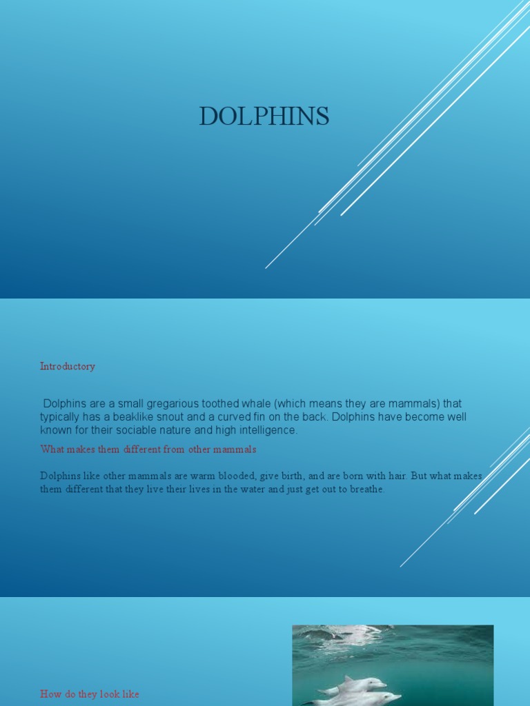 Introduction to Dolphins and Their Types | PDF | Dolphin | Whales