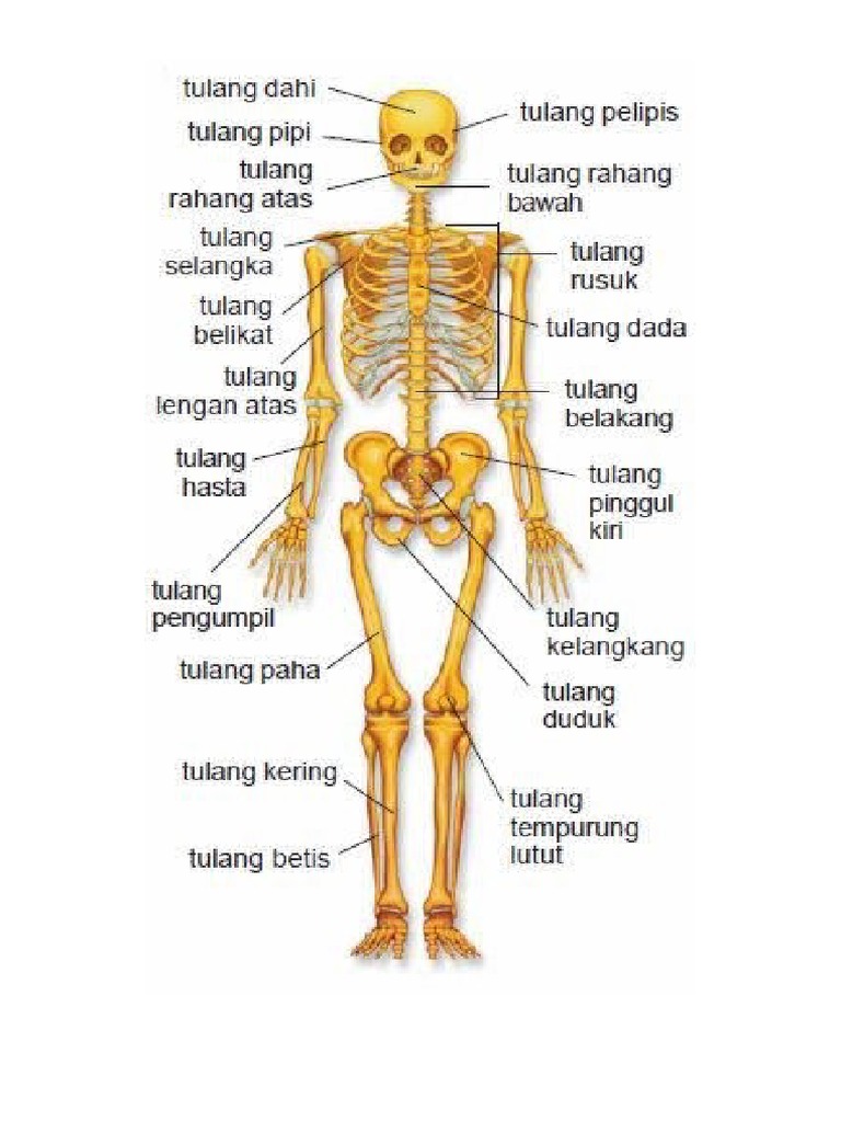 ANATOMI SUSUNAN ORGAN TUBUH MANUSIA | PDF