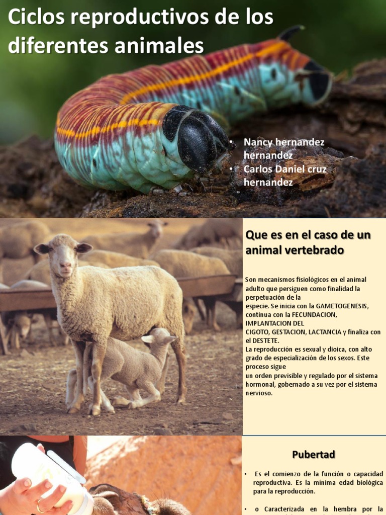 Tipos de Reproducción | PDF | Reproducción | Insectos