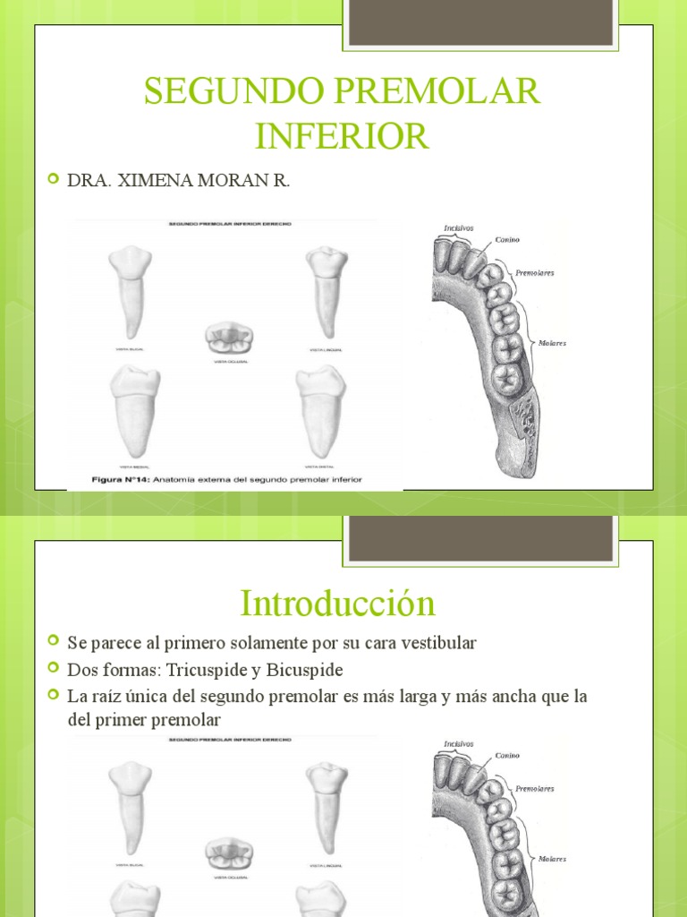 Anatomía del Segundo Premolar Inferior | PDF | Anatomia dental | Diente