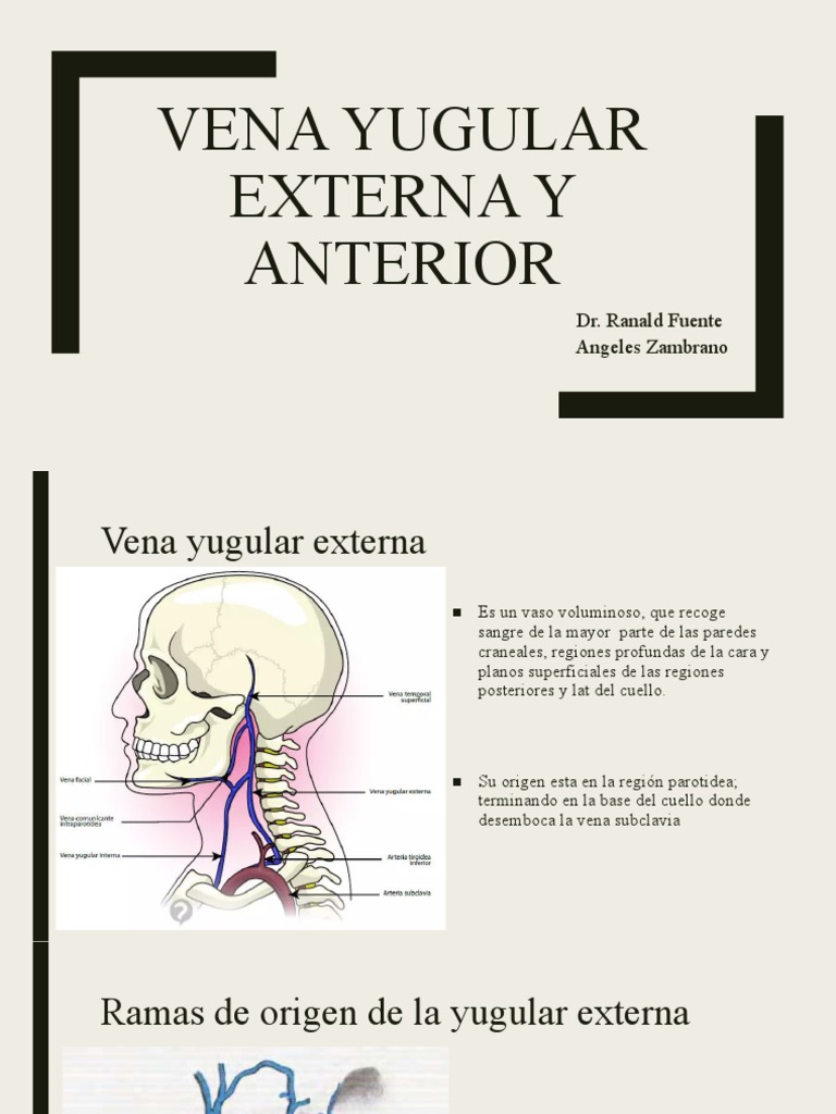 Anatomía y Función de la Vena Yugular | PDF | Vena | Medicina CLINICA
