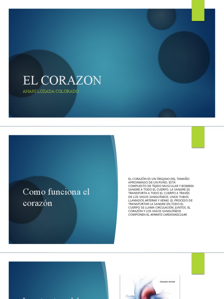 El Corazon | PDF | Corazón | Ventrículo (corazón)