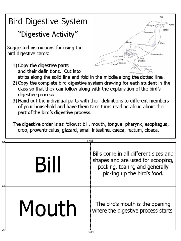 Bird Digestive System | PDF | Digestion | Gastrointestinal Tract