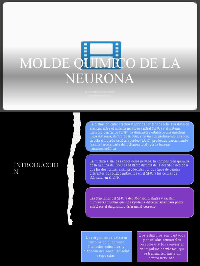 Clase 1. Molde quimico de la Neurona.pptx | PDF | Neurona | Axon