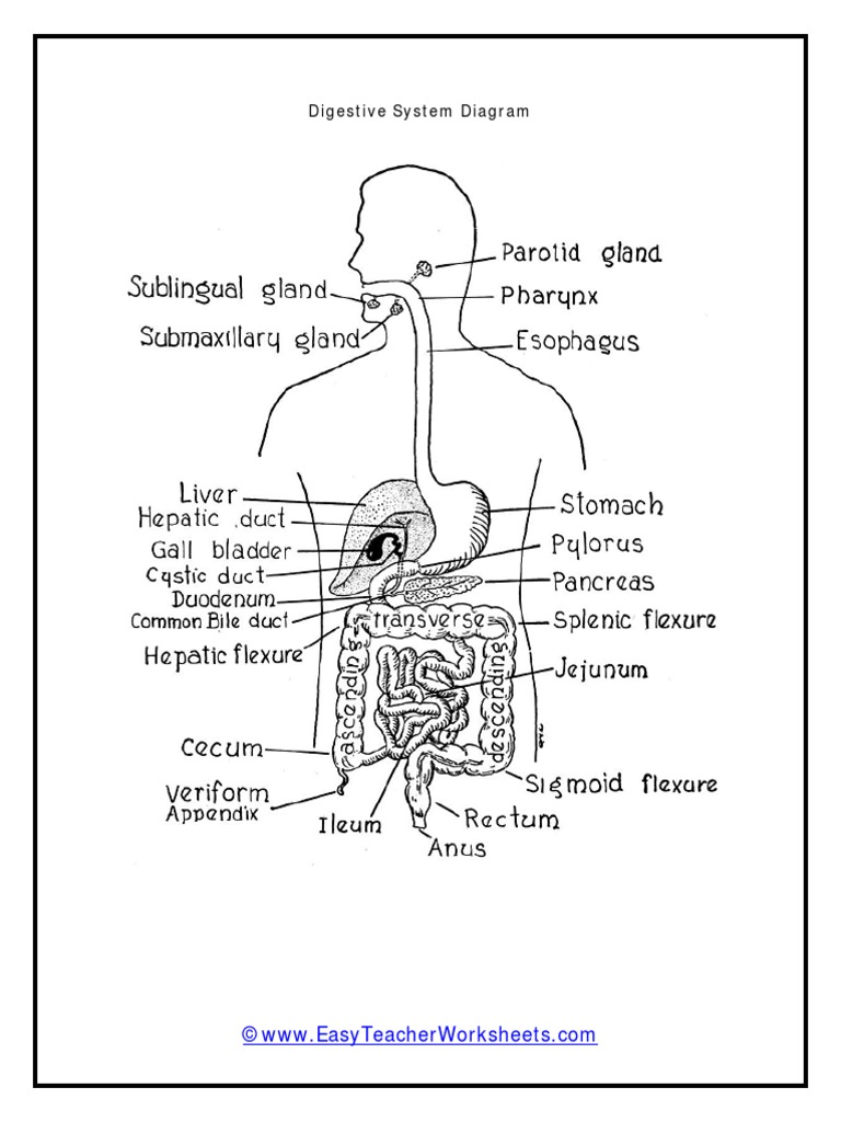 Digestive Sytem Diagram | PDF
