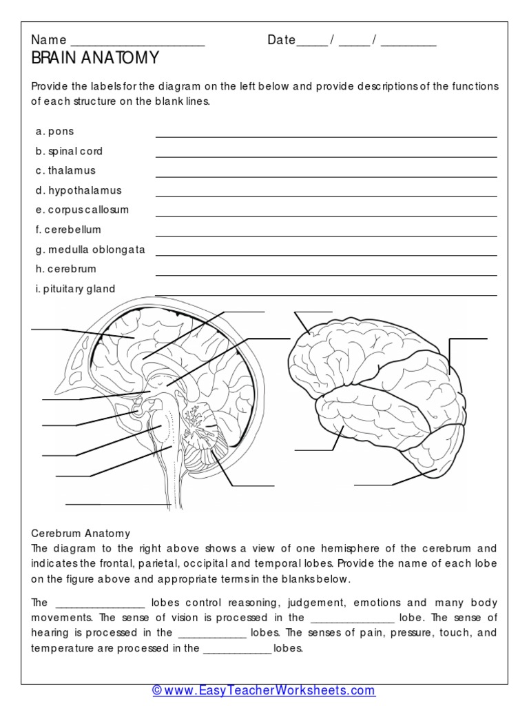 Blank Brain Diagram Lobes