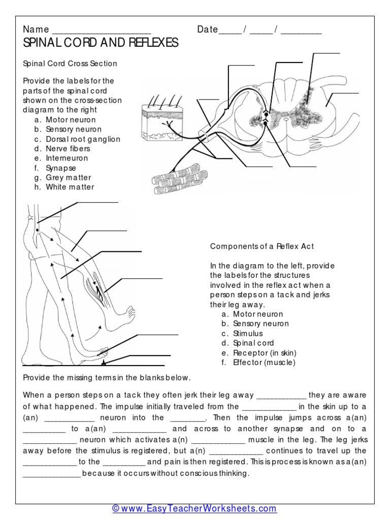 Spinal Cord and Reflexes | PDF | Technology & Engineering
