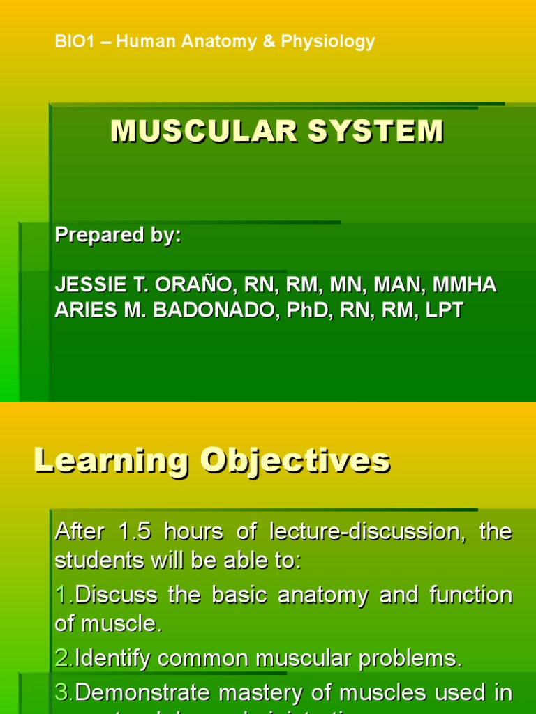Bio1 BSN1 MUSCULAR SYSTEM | PDF | Skeletal Muscle | Muscle Contraction