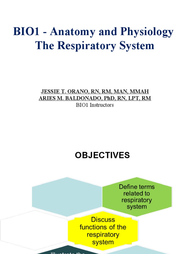 Bio1 Respiratory System 1 | PDF | Respiratory Tract | Lung