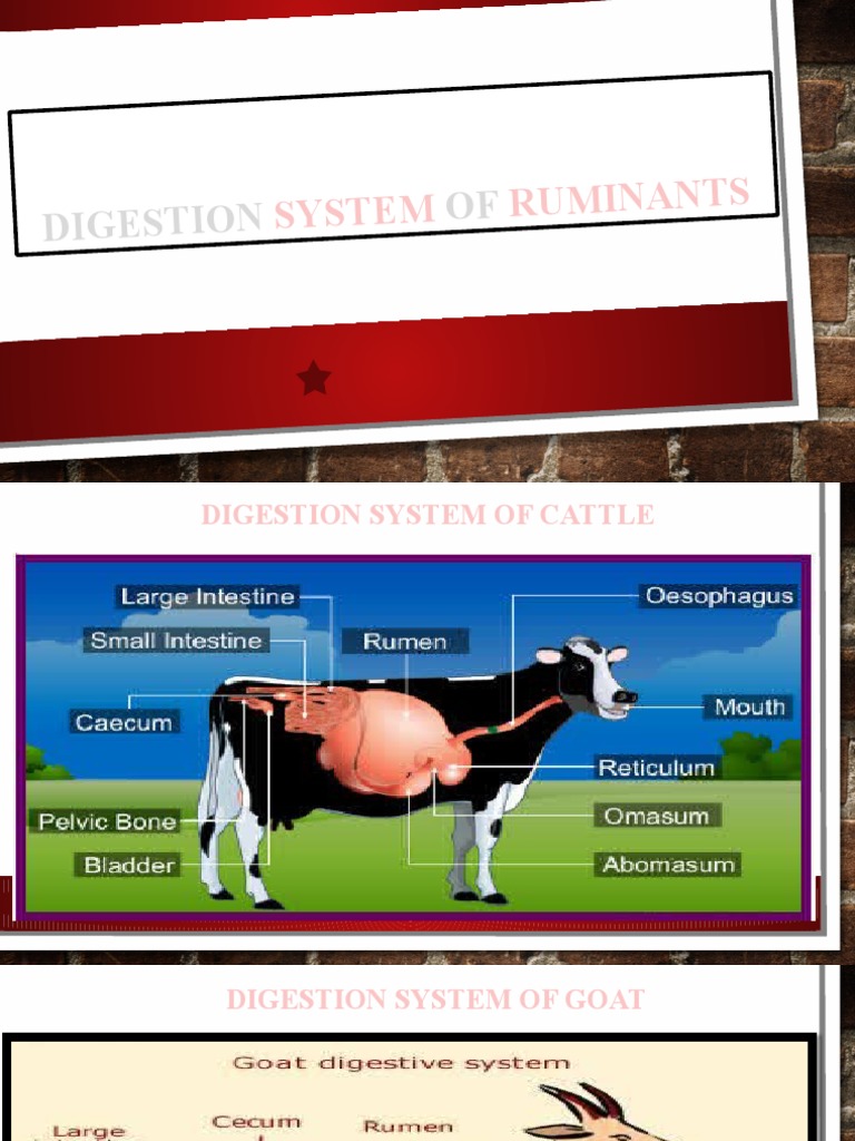 Digestion System of Ruminants | Download Free PDF | Digestion | Small ...