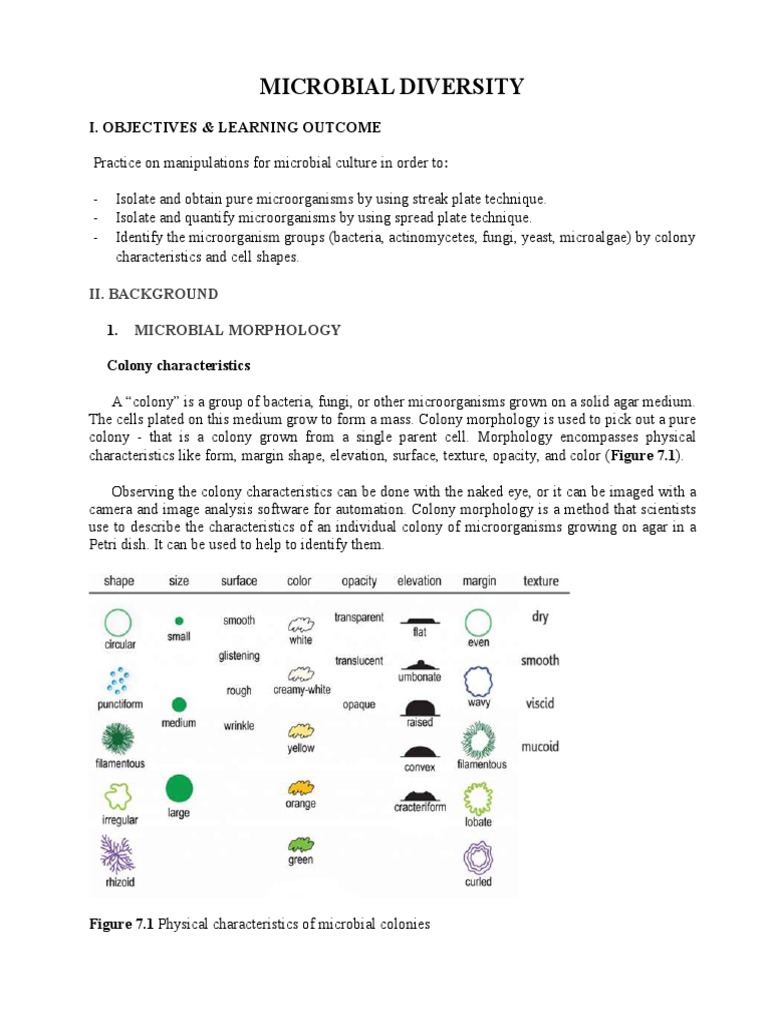 Microbial Diversity: Ii. Background Microbial Morphology | PDF | Fungus ...