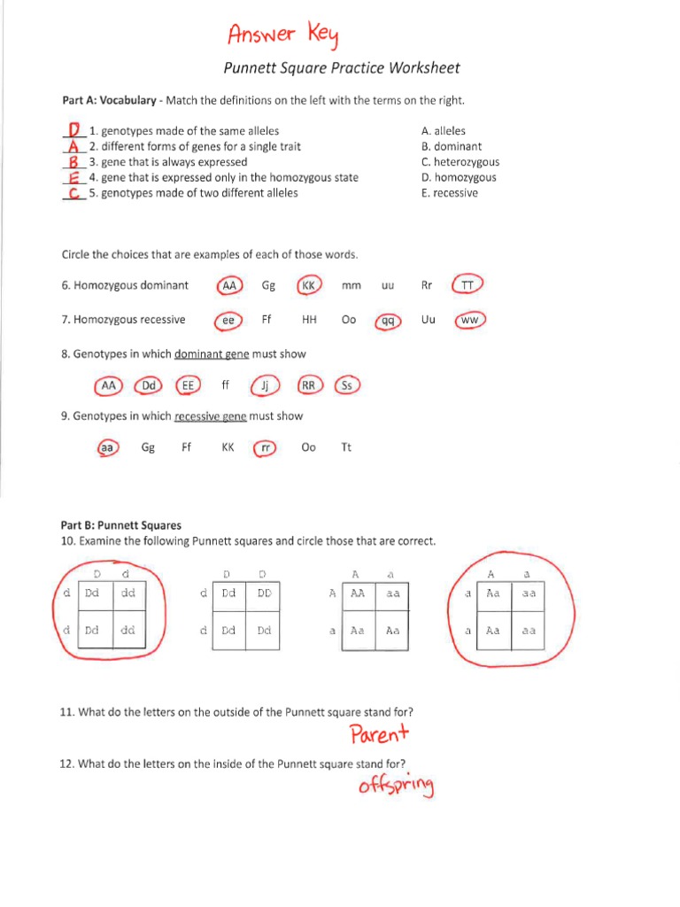 Punnett Square Examples And Answers
