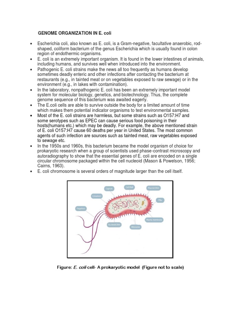 Genome Organization in E. Coli | PDF | Gene | Escherichia Coli