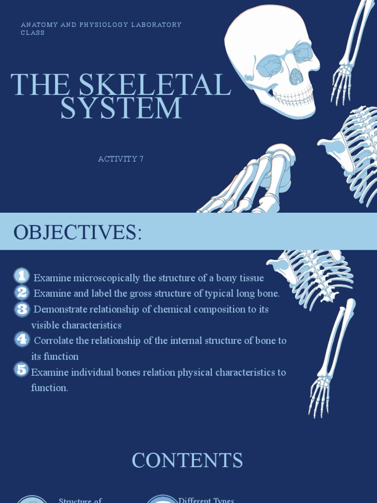 Skeletal System Lab: Bone Structure & Function | PDF | Bone | Skeleton