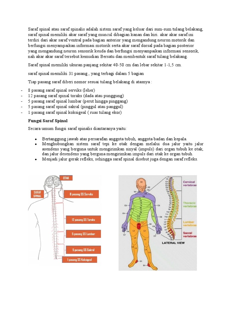 Saraf Spinal | PDF