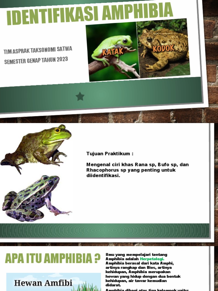 Identifikasi Morfologi Amphibia | PDF | Sains & Matematika