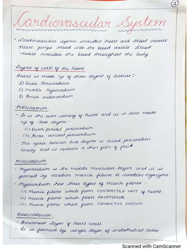 Cardiovascular System PDF | PDF