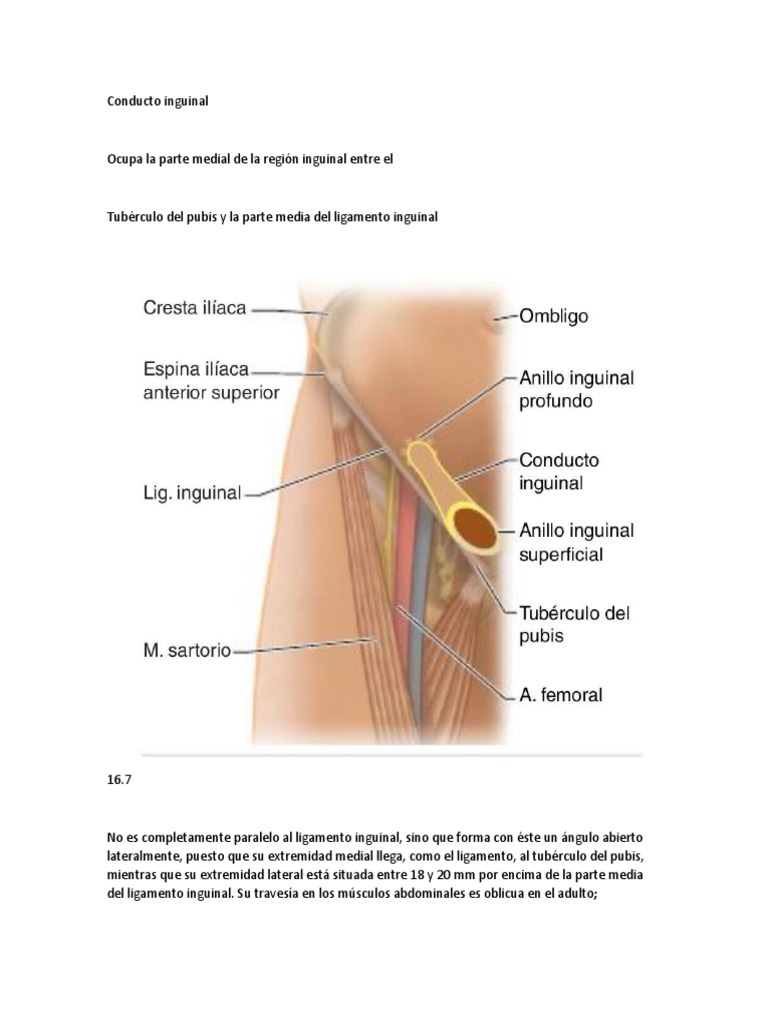 Region Inguinal | PDF | Abdomen | Anatomía humana