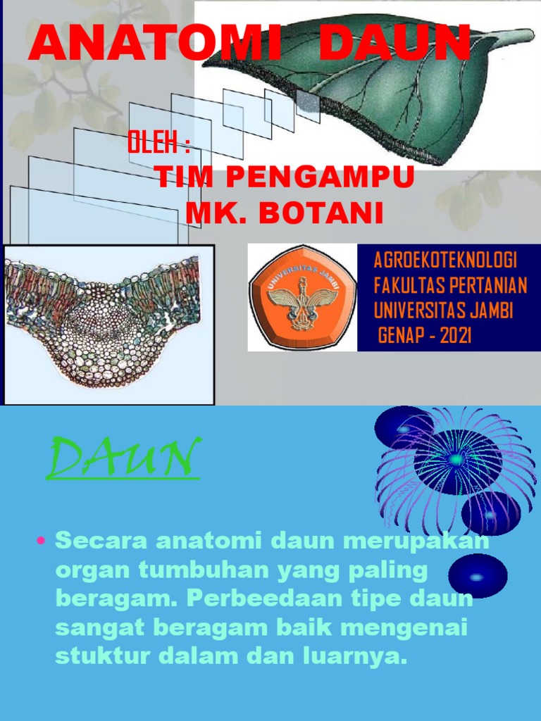 Anatomi Daun: Struktur dan Fungsi | PDF