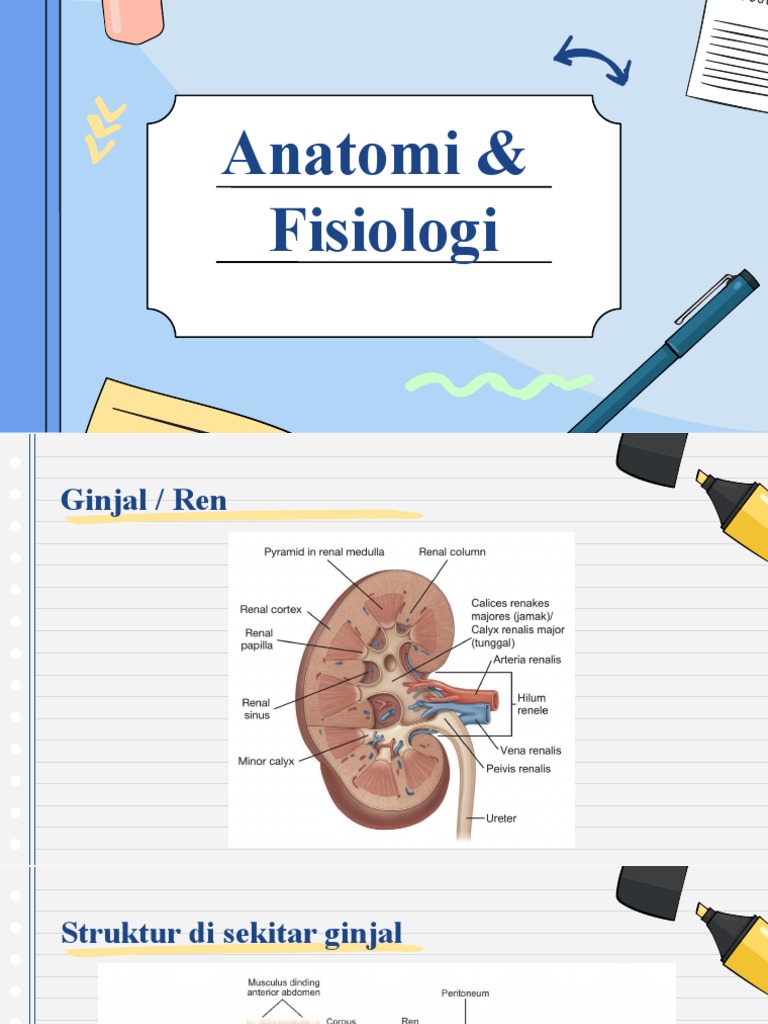 Anatomi & Fisiologi Ginjal | PDF | Sains & Matematika