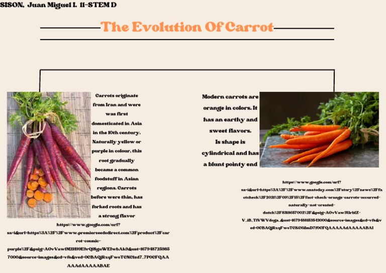 The Evolution of Carrot PDF | PDF