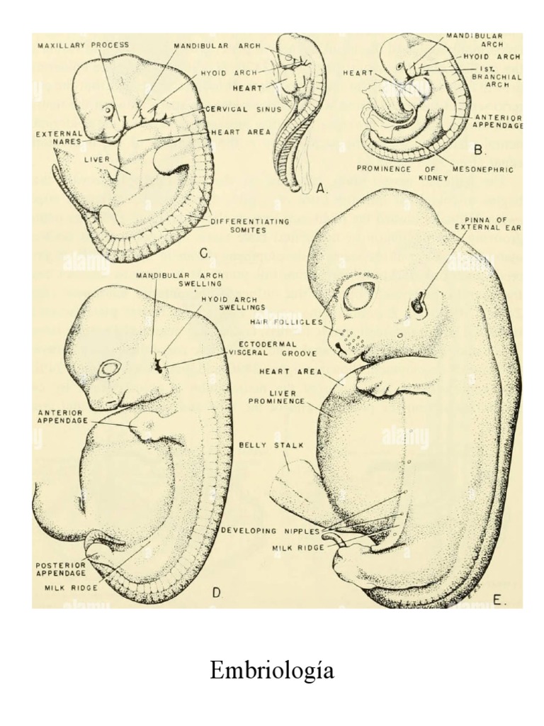 Embriología | PDF | Placenta | Médula espinal